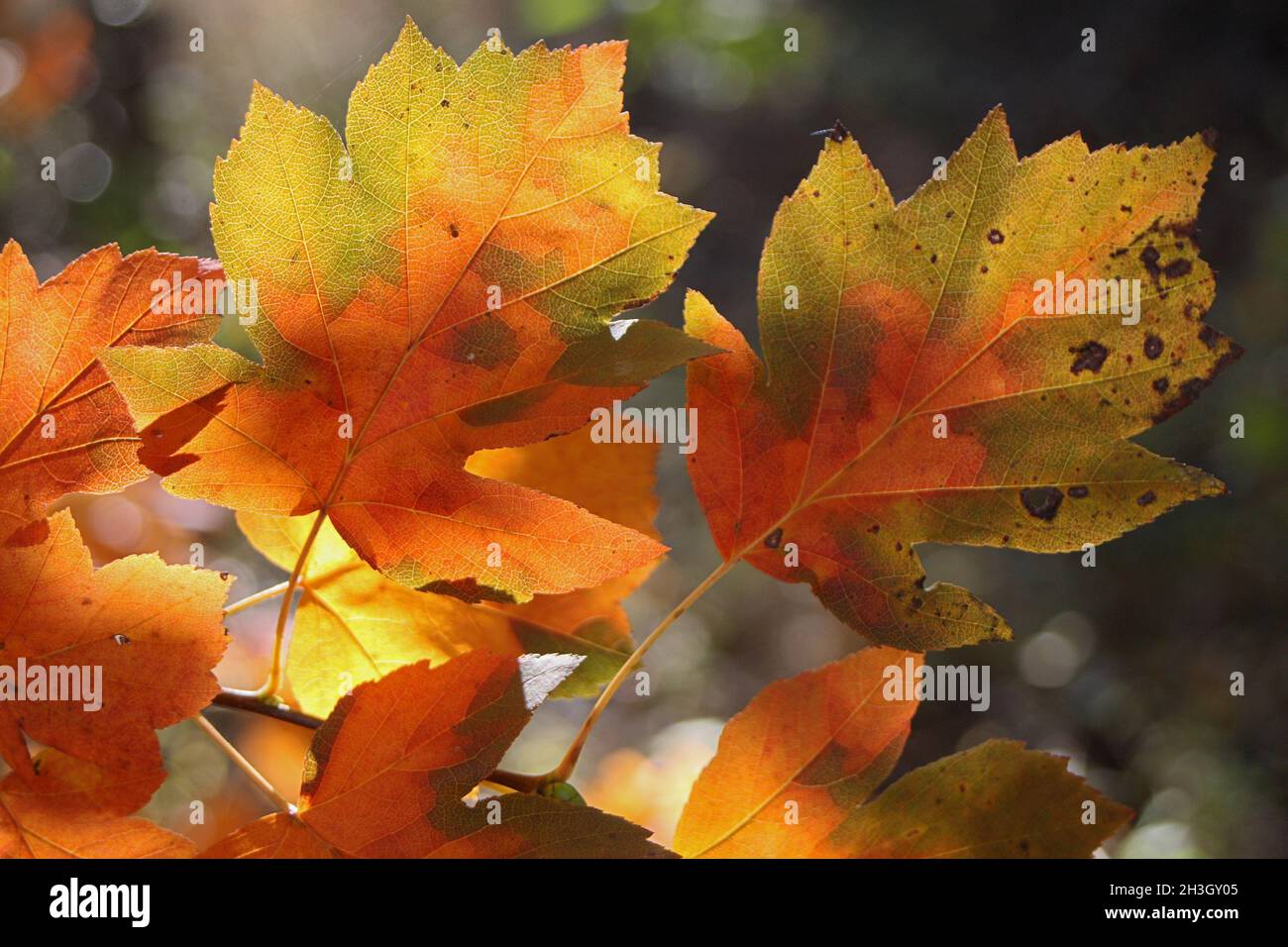 Checker tree hi-res stock photography and images - Alamy