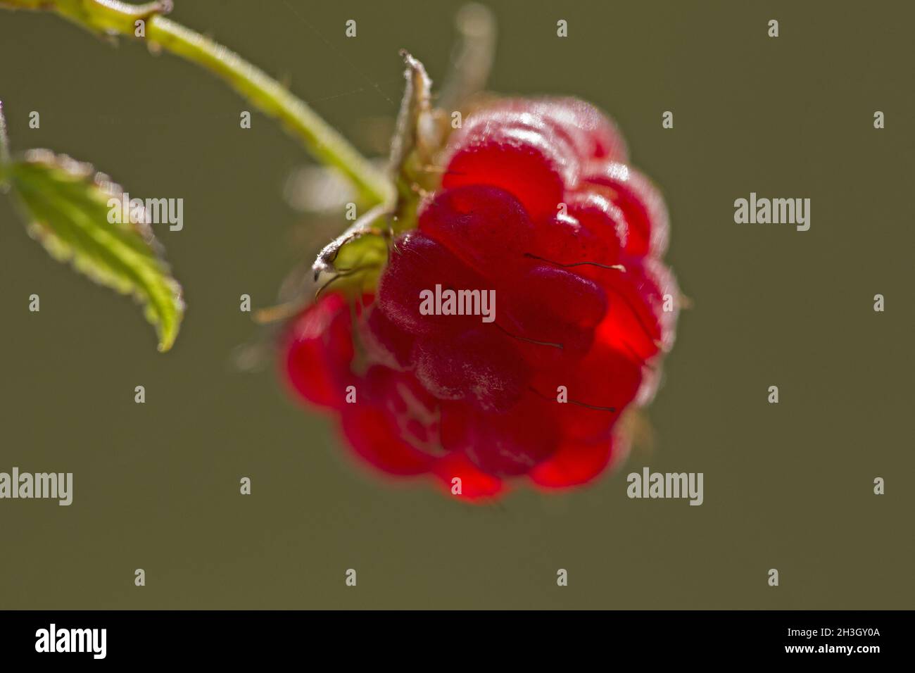 Rasp berry hi-res stock photography and images - Alamy