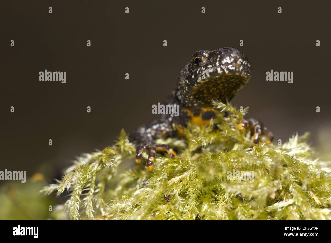 Warty newt hi-res stock photography and images - Alamy