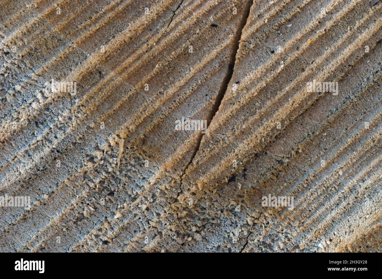 Macro or close up capturing the fine texture,. pattern, lines, form ...