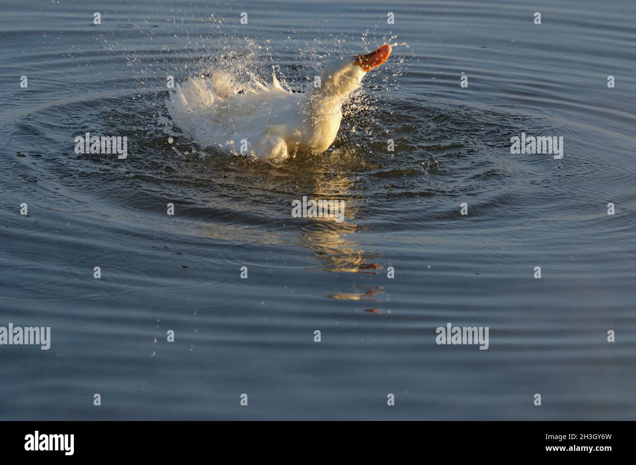 Wild white duck mid its daily bathing routine, Displaying its form ...