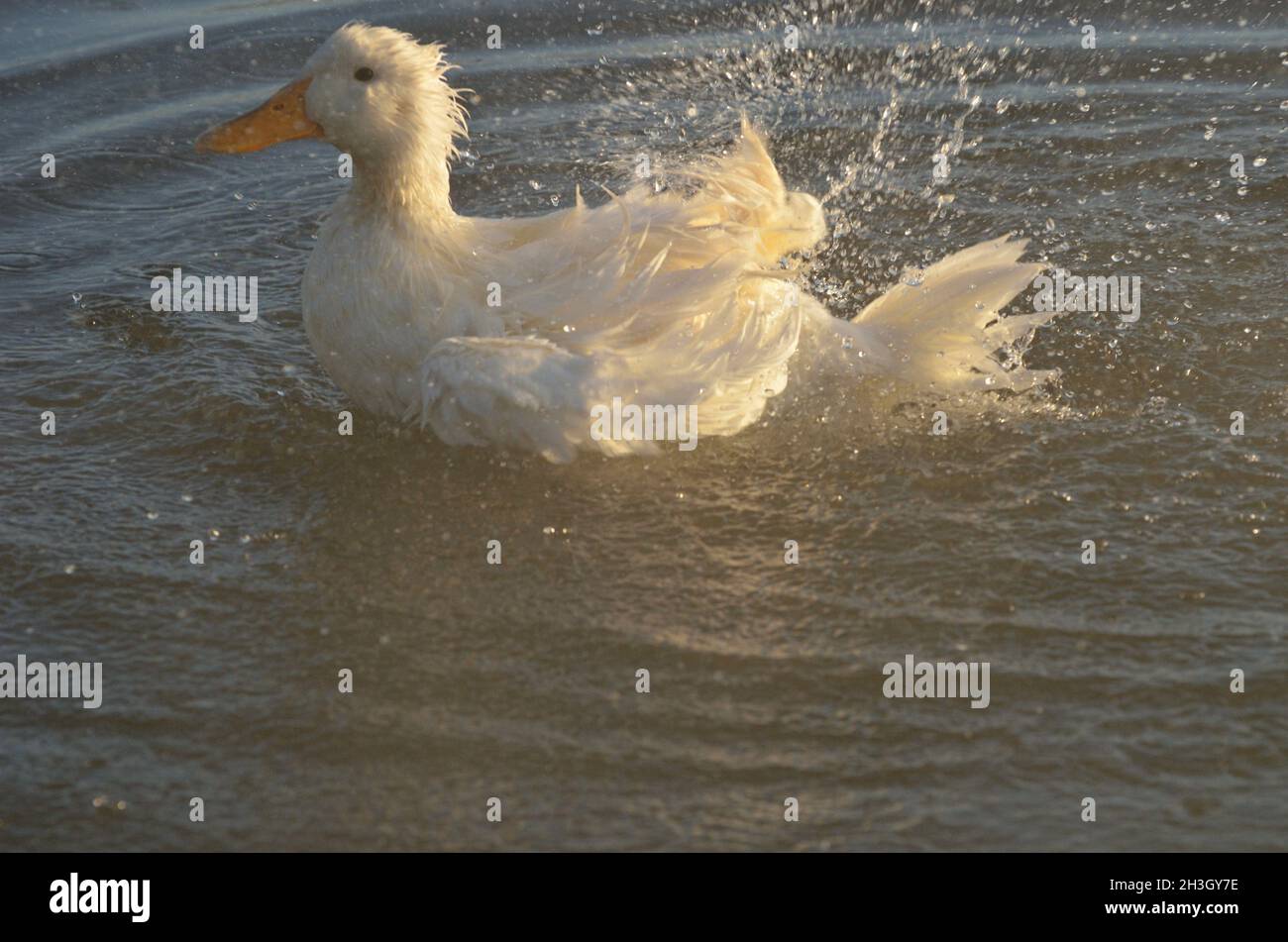 Wild white duck mid its daily bathing routine, Displaying its form ...