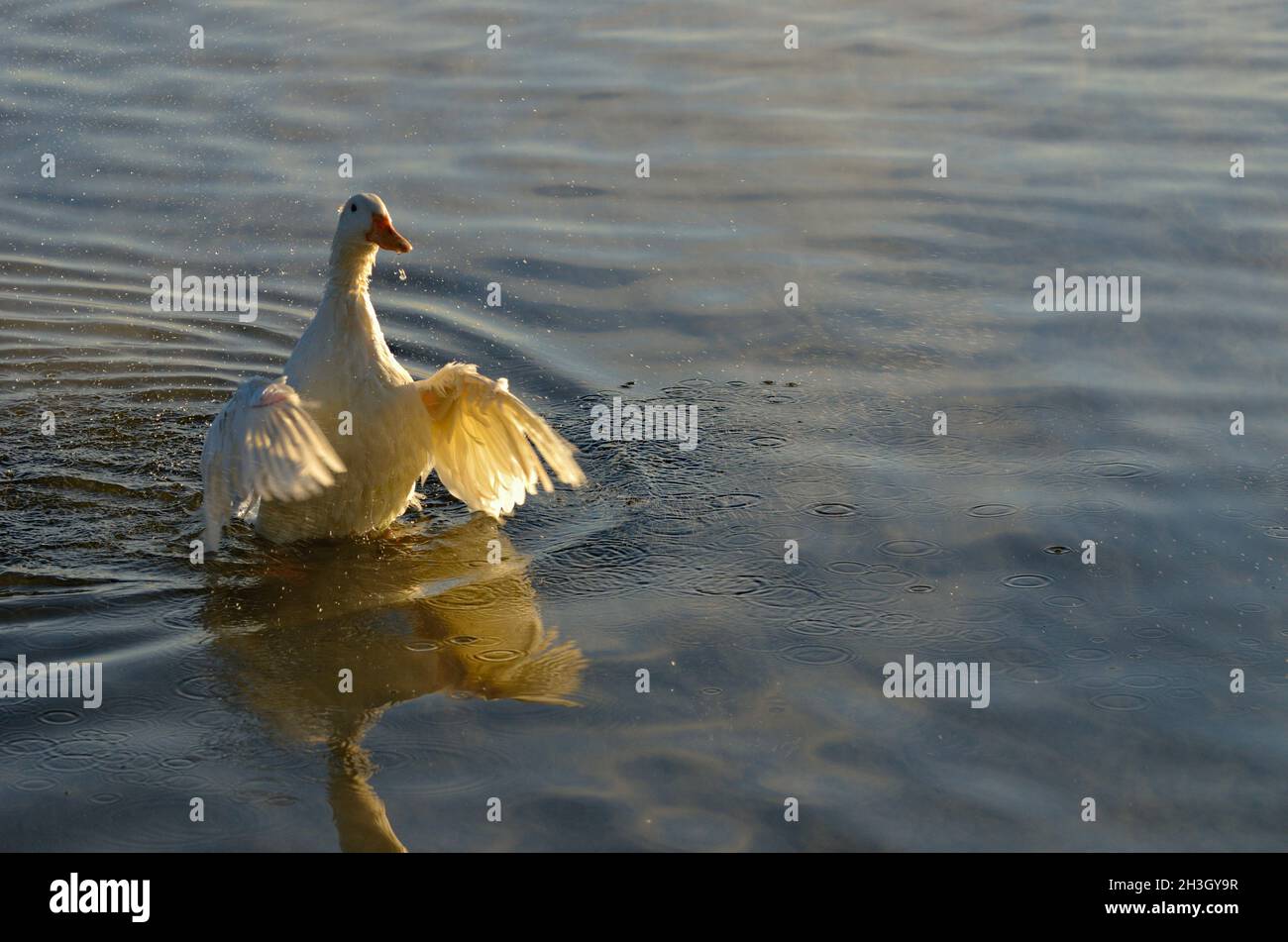 Wild white duck mid its daily bathing routine, Displaying its form ...