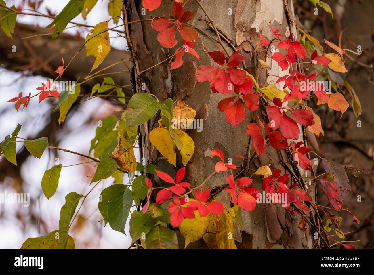 Vines Of Bright Red Leaves Cling to Tree Trunk in the Smokies Stock ...