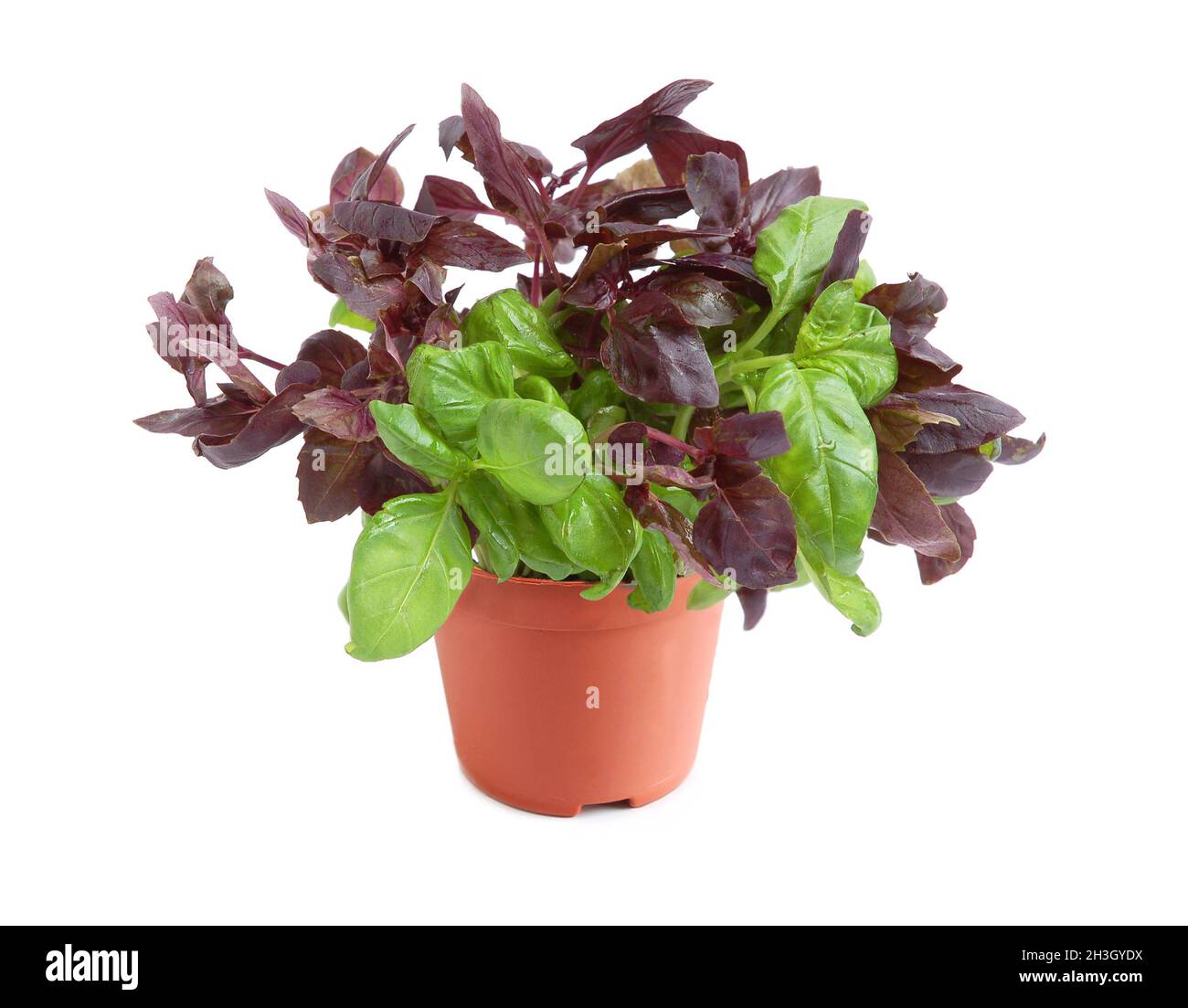 Pot growing basil plant Cut Out Stock Images & Pictures - Alamy