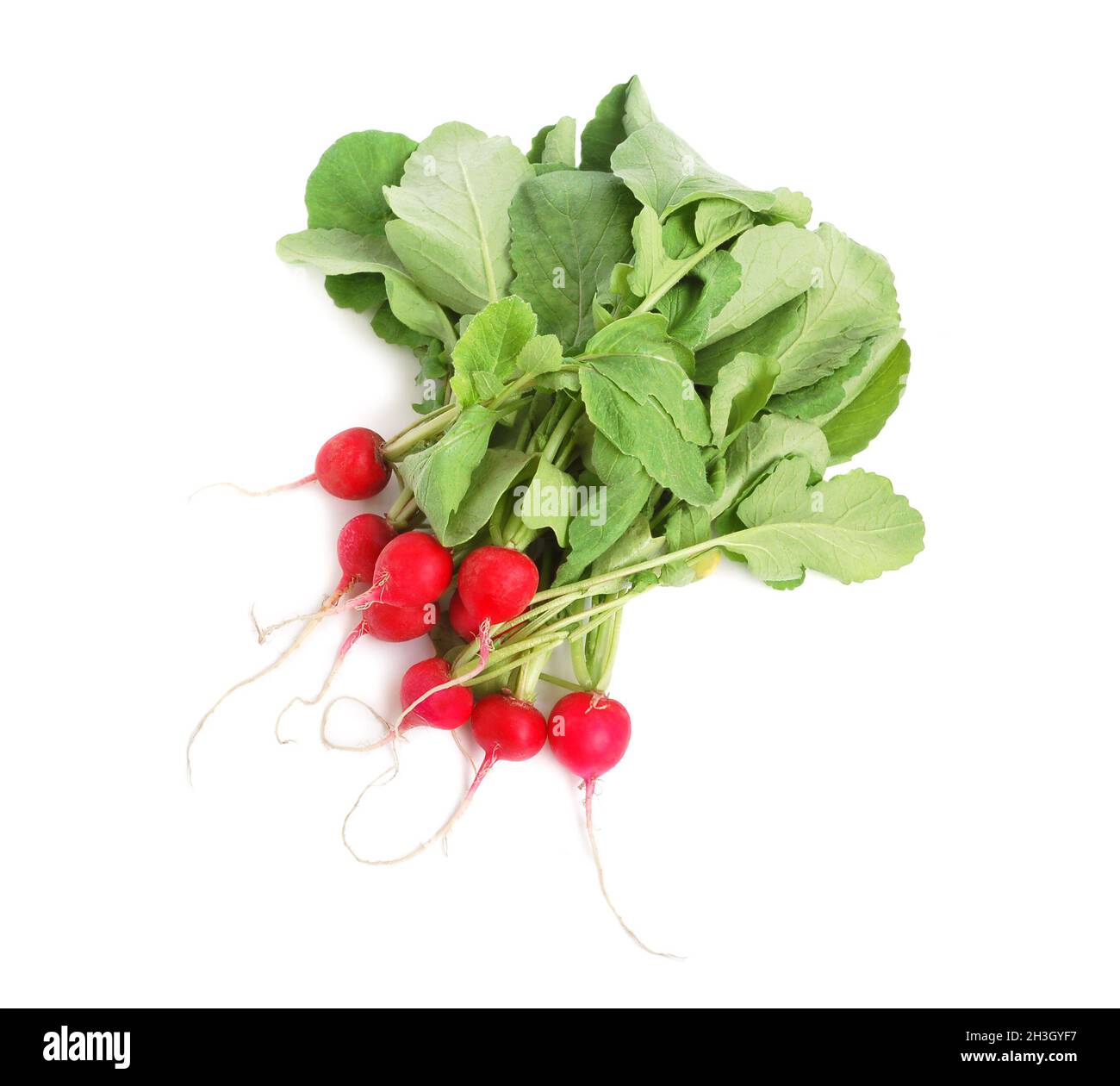 Fresh red radish leaves Cut Out Stock Images & Pictures - Alamy
