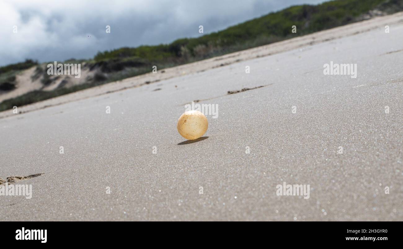 Egg shell snail hi-res stock photography and images - Alamy