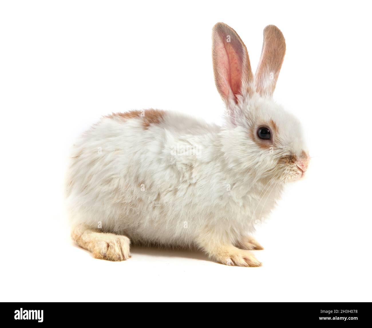 White small rabbit Stock Photo - Alamy
