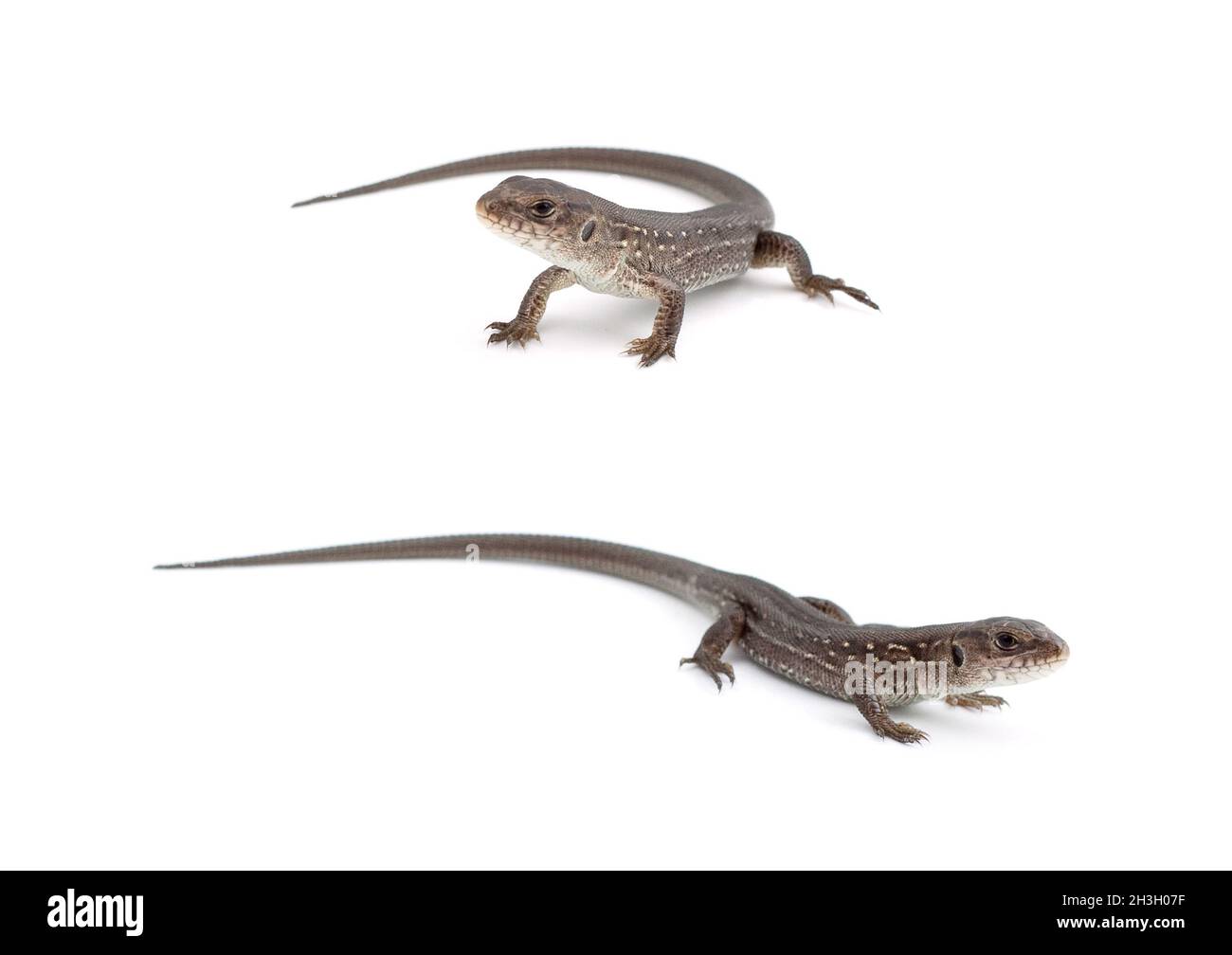 Llizards hi-res stock photography and images - Alamy