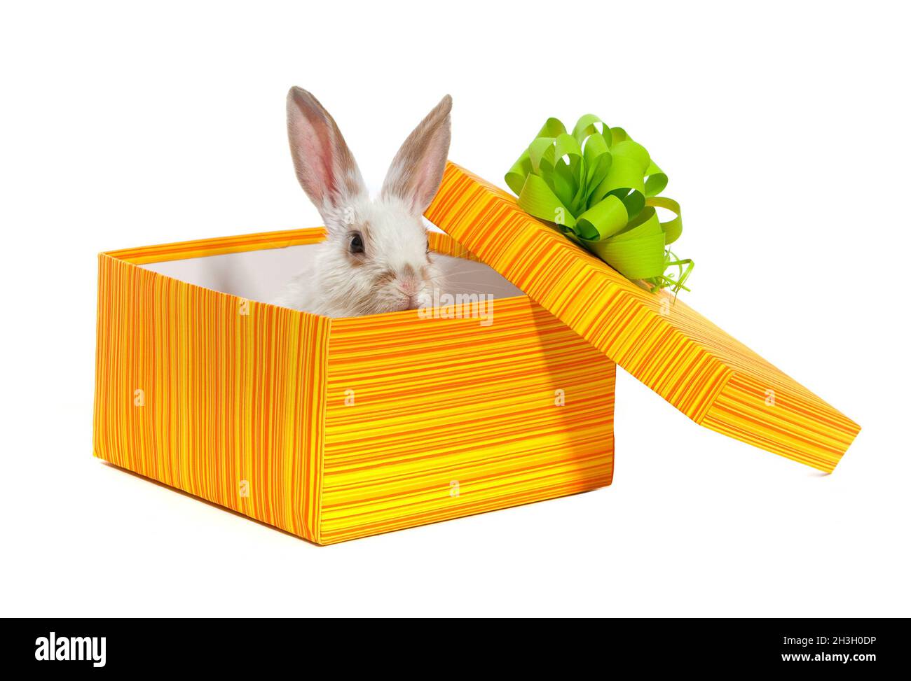 White rabbit rabbit in box Cut Out Stock Images & Pictures - Alamy