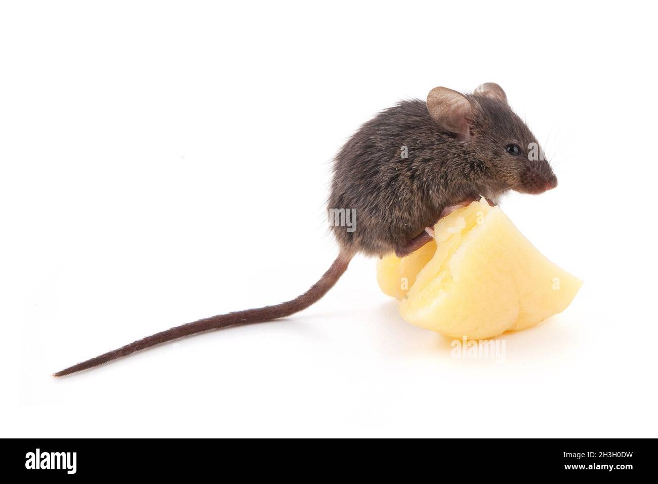 Mouse and cheese Stock Photo - Alamy
