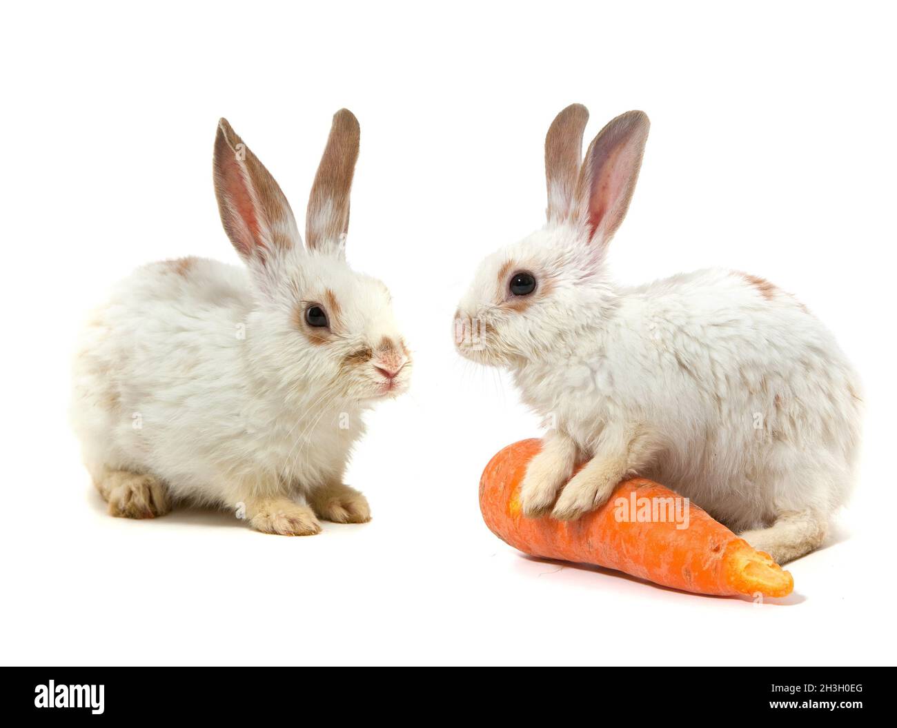 White small rabbit Stock Photo - Alamy