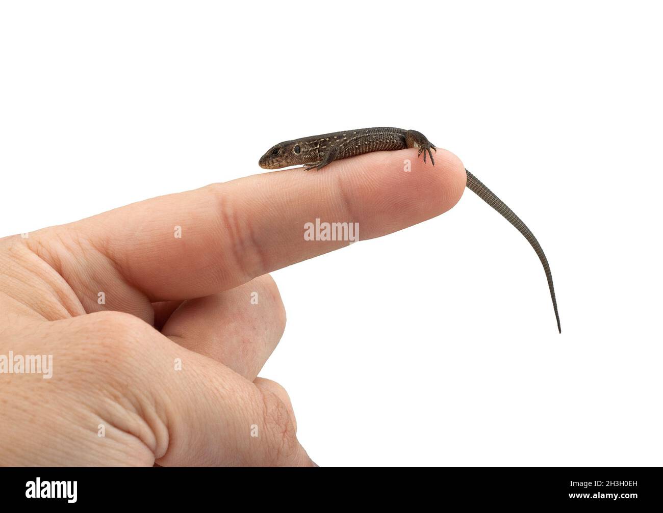 Lizard in the hand Stock Photo - Alamy