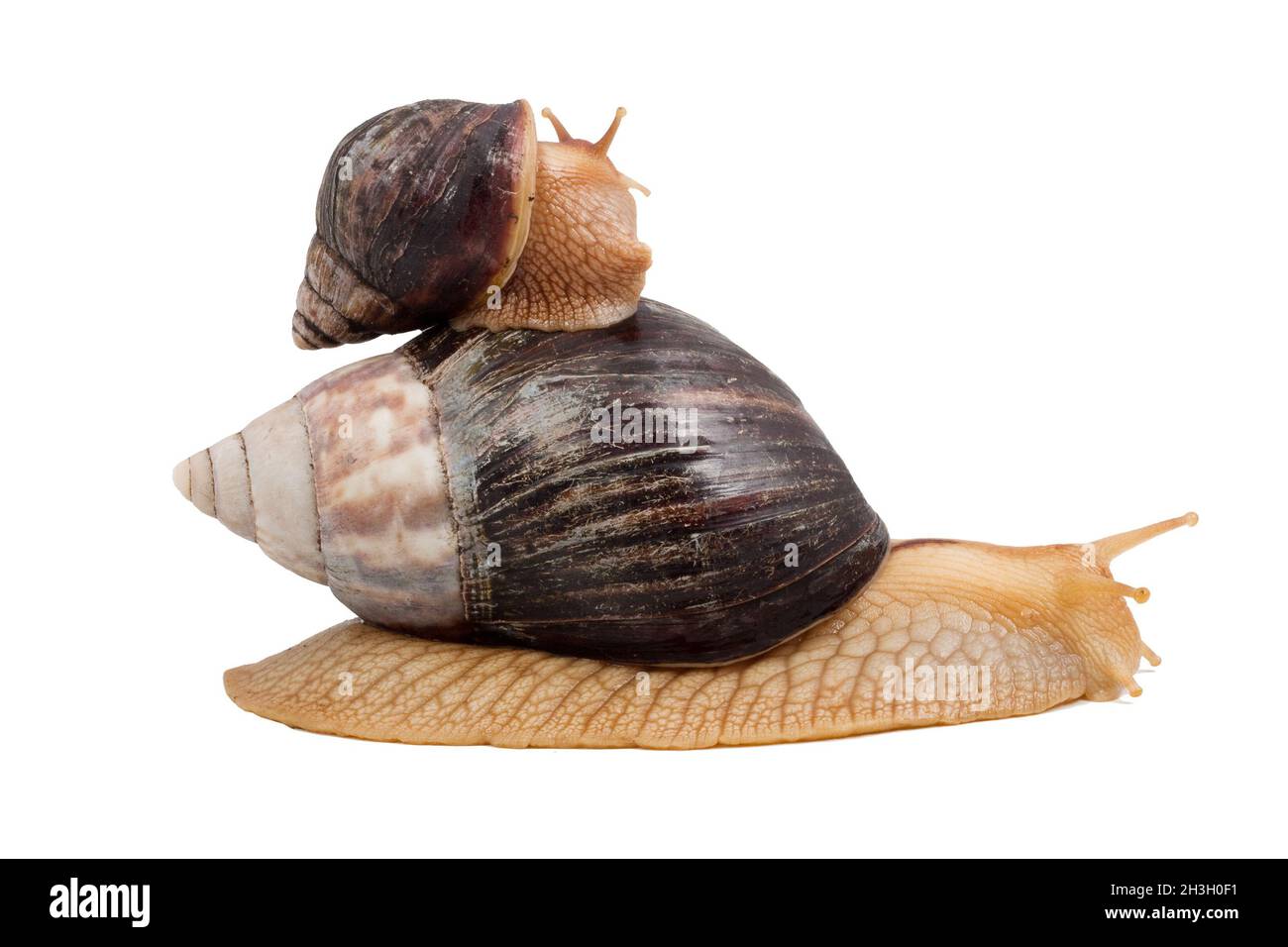 Family of snails Cut Out Stock Images & Pictures - Alamy
