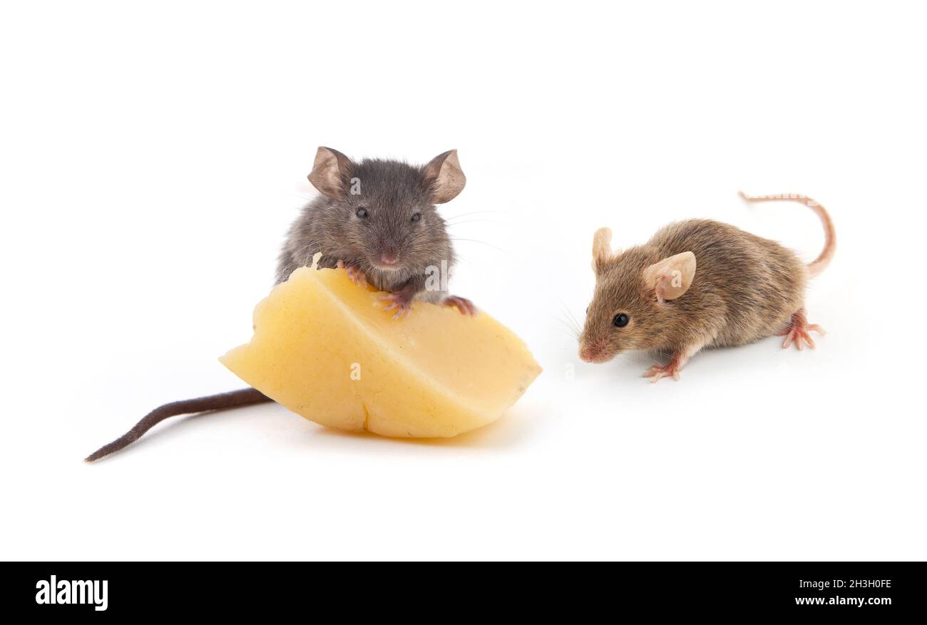 Mouse and cheese Stock Photo - Alamy