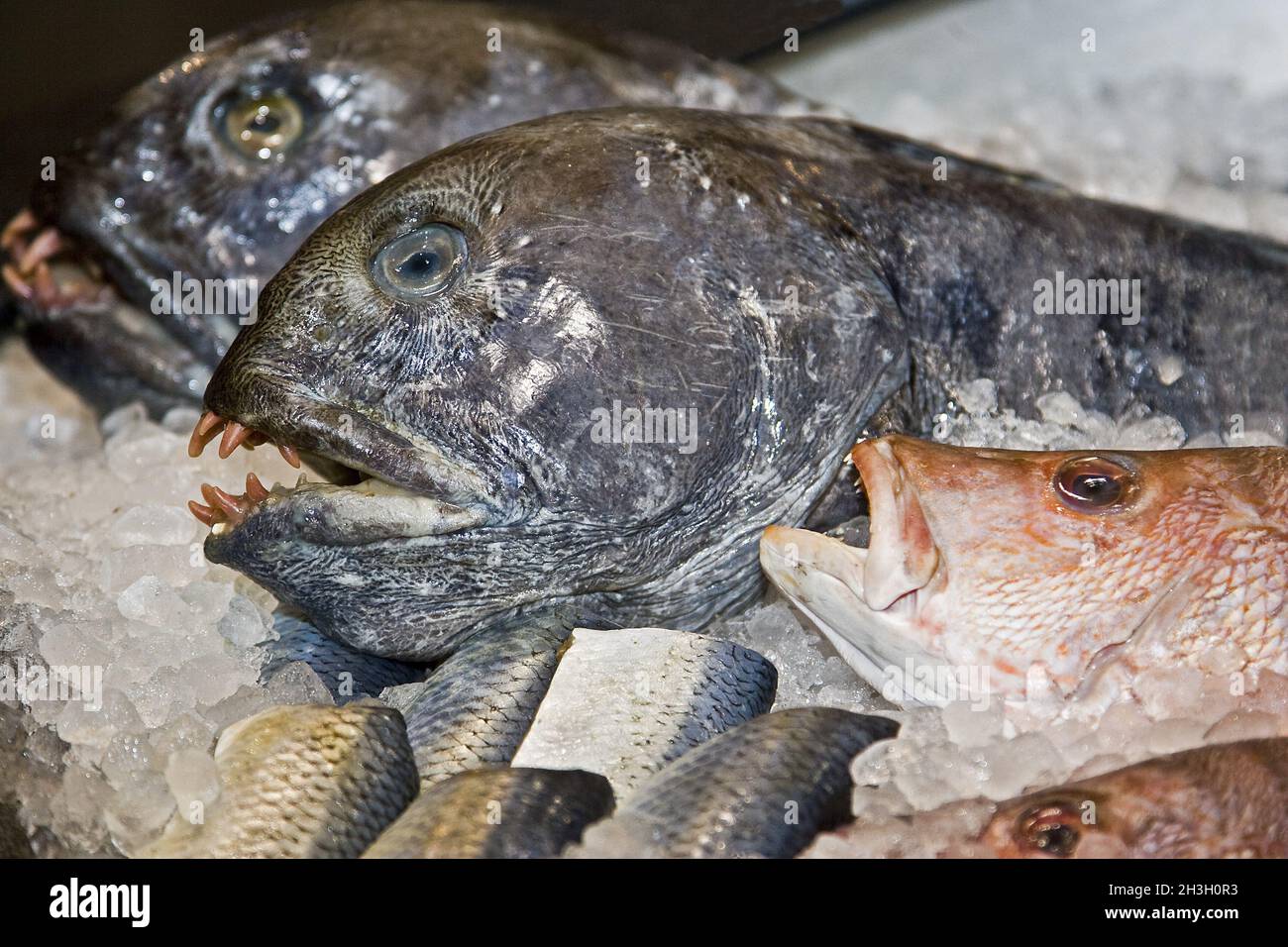 Acanthomorpha hi-res stock photography and images - Alamy