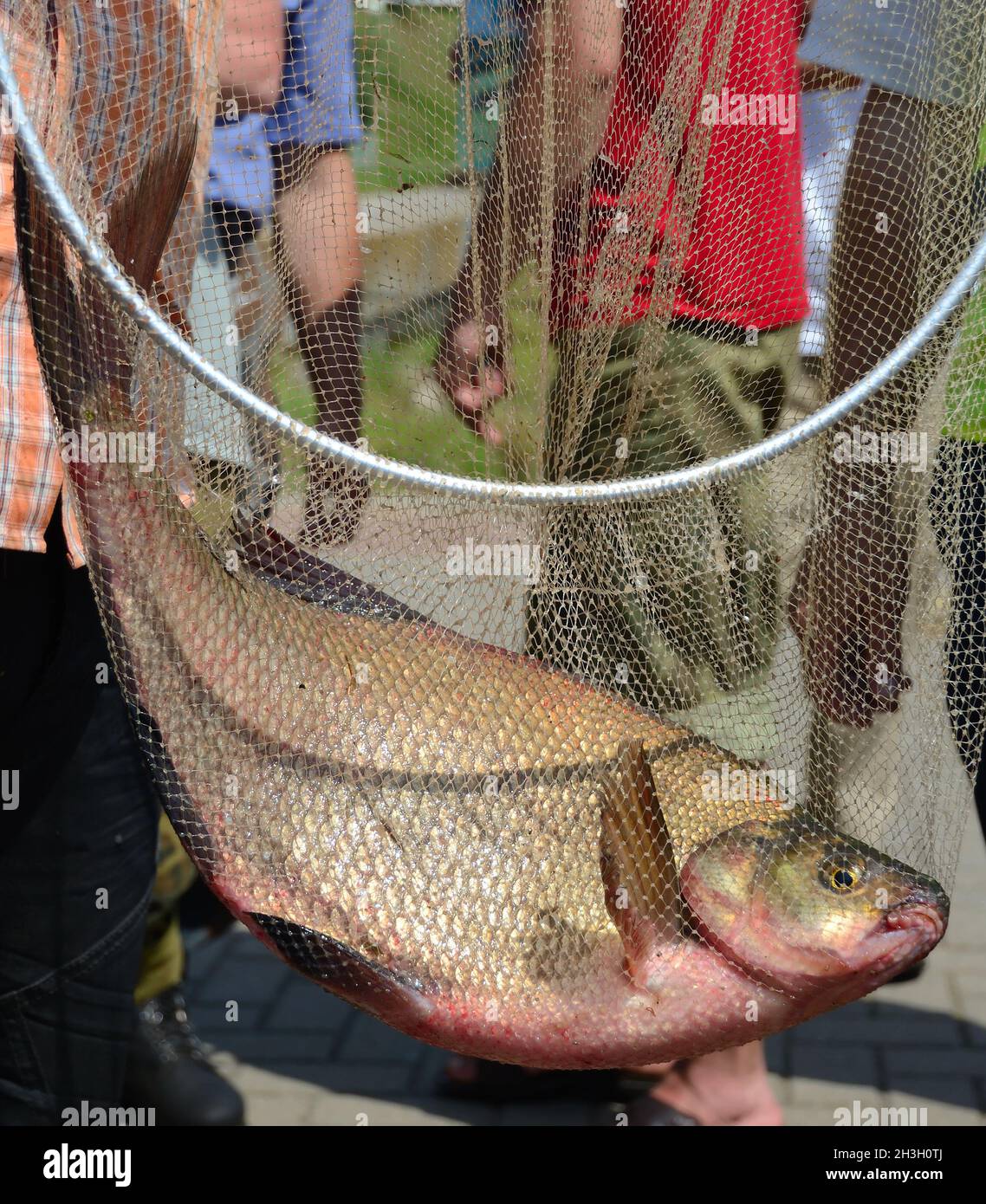 Man with big fish in net hi-res stock photography and images - Alamy