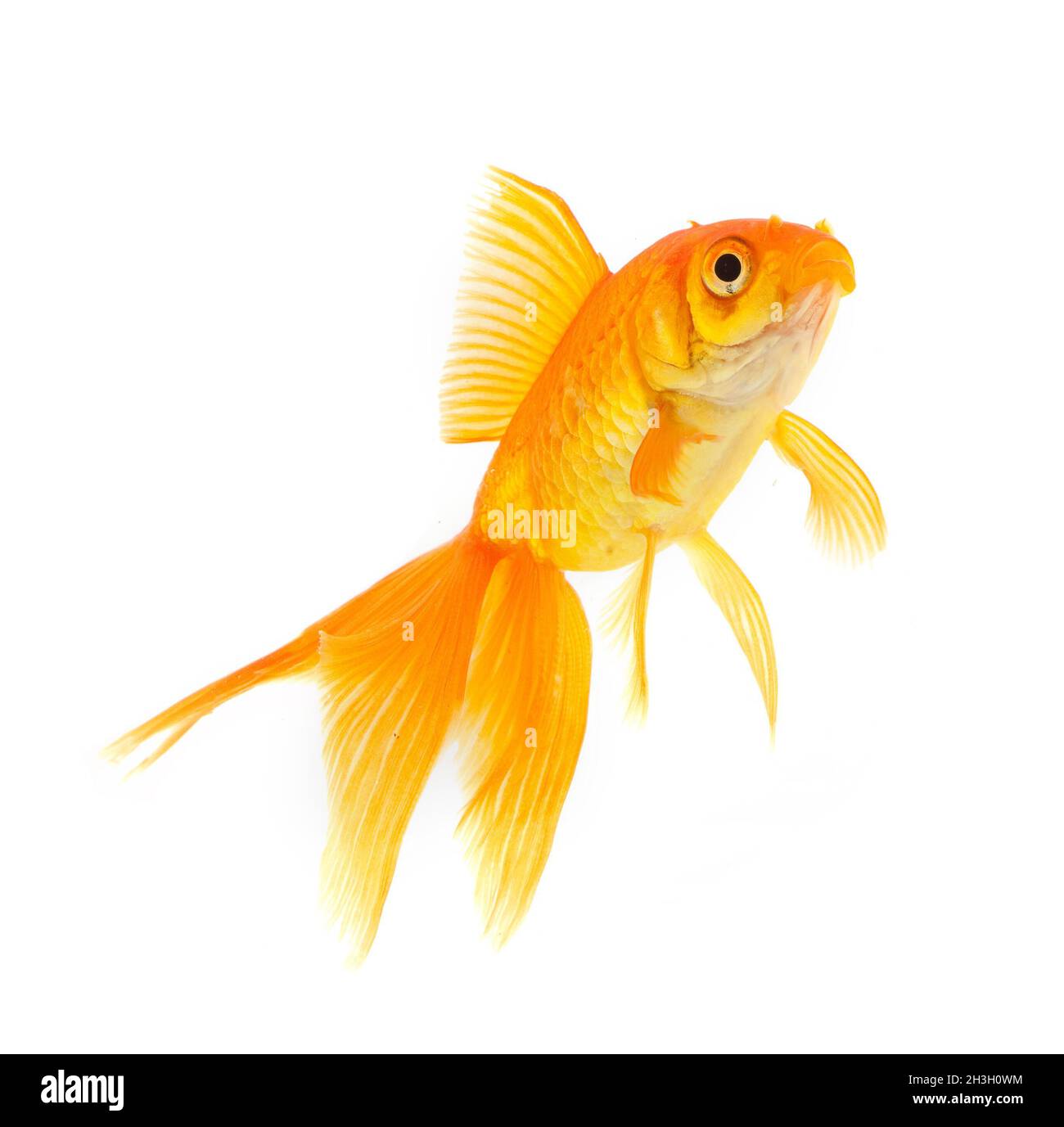 Gold fish home aquarium Cut Out Stock Images & Pictures - Alamy