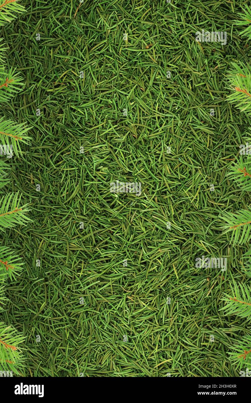Christmas spruce texture Stock Photo - Alamy