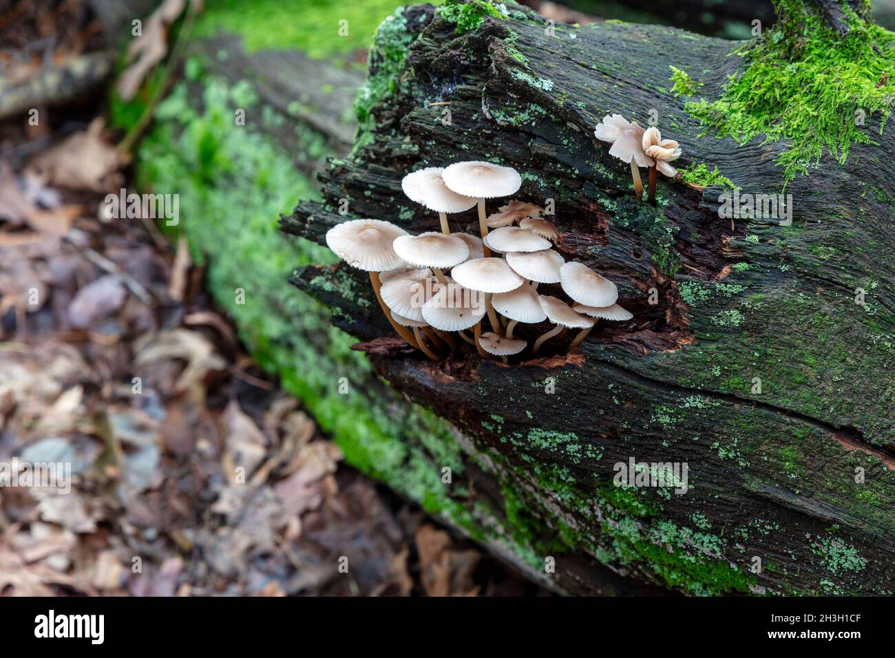 Mushrooms growing on decaying log in forest, E USA, by James D ...