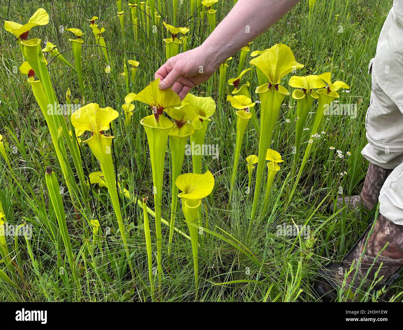 Yellow pitcherplant (Sarracenia flava var rugelii) being examined by ...