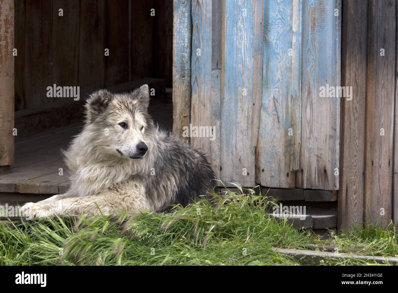 Dog in Yakutia Stock Photo - Alamy