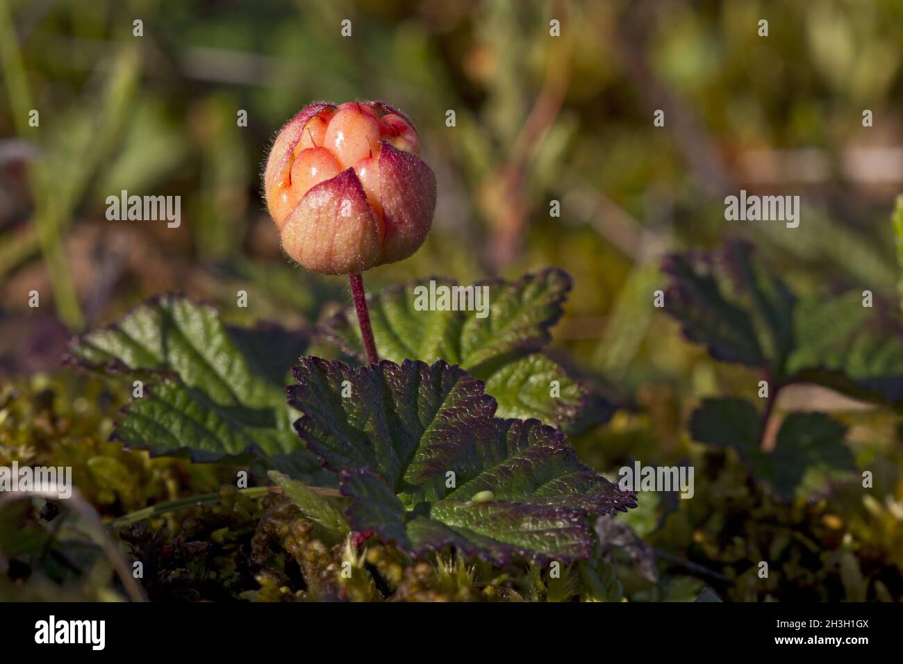 Chamaemorus hi-res stock photography and images - Alamy