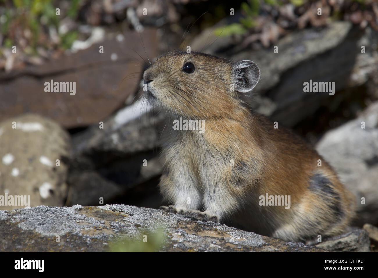 Ochotona alpina / Alpine Pika Stock Photo - Alamy