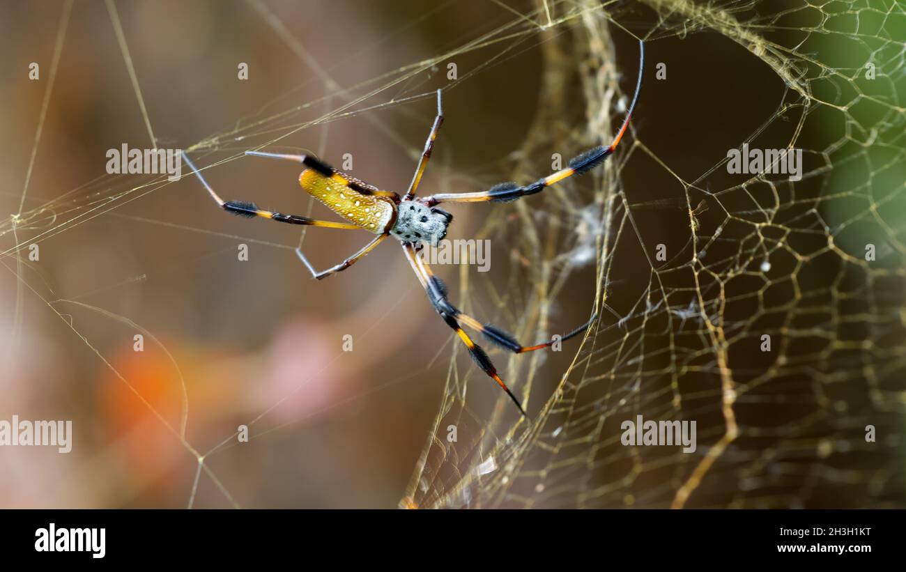 Gold spider silk hi-res stock photography and images - Alamy