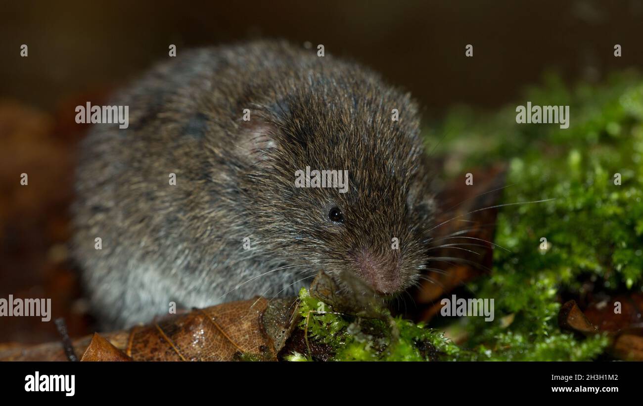 Pine vole hi-res stock photography and images - Alamy