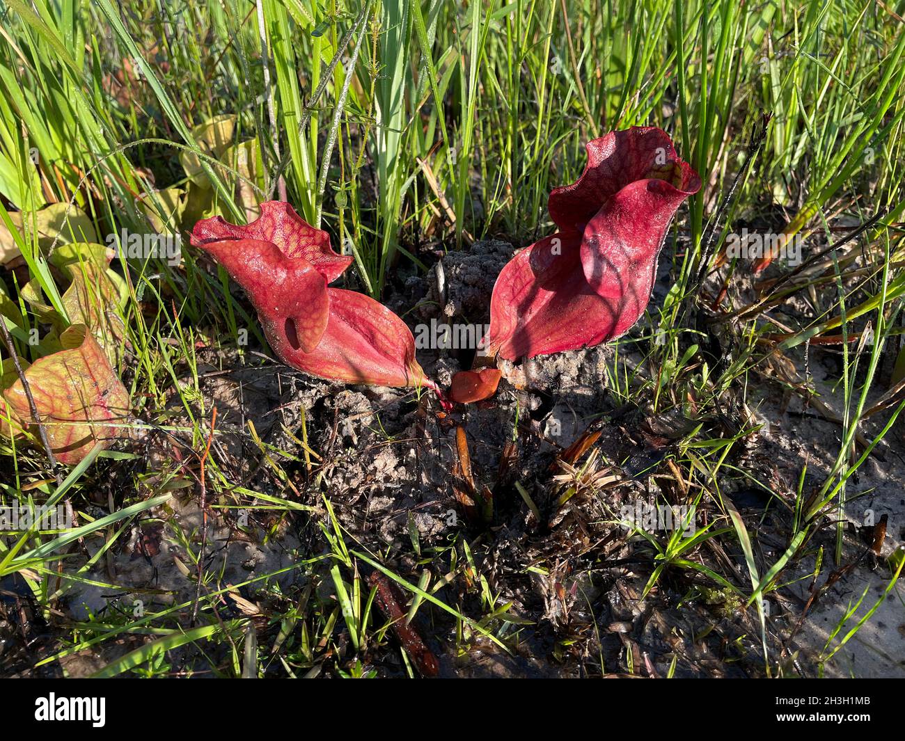 Burk's Southern Pitcherplant (Sarracenia rosea), SE USA, by Dembinsky ...