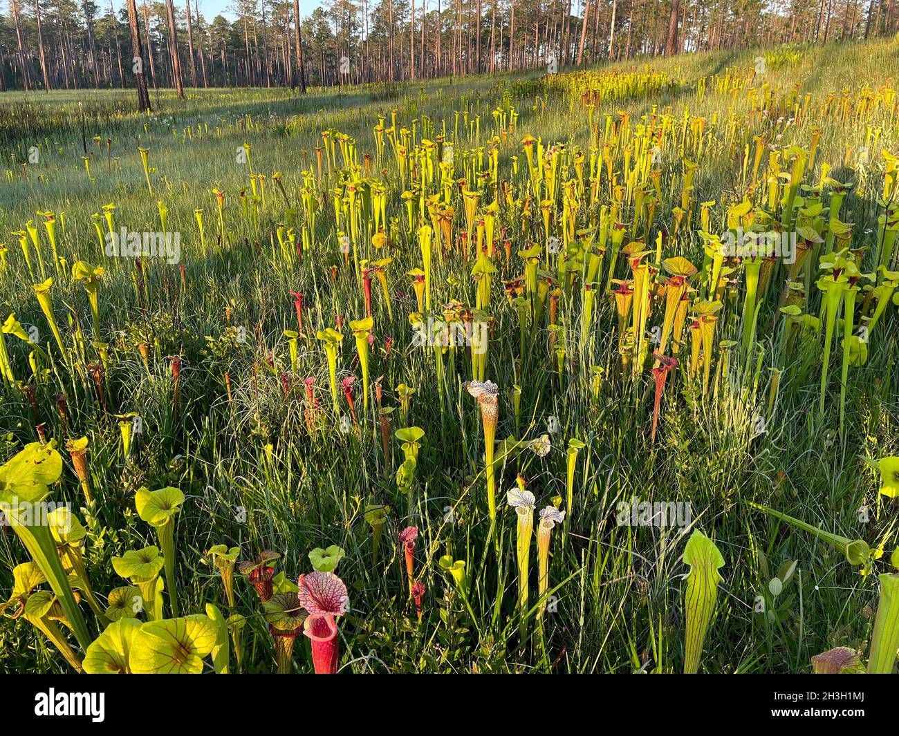 Hillside seepage bog with several varieties of Pitcherplants, Western ...