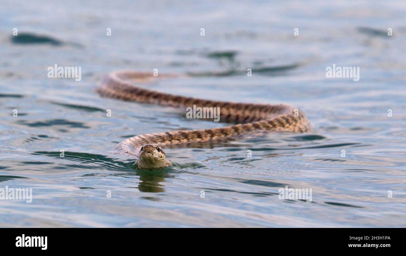 Dione rat snake hi-res stock photography and images - Alamy