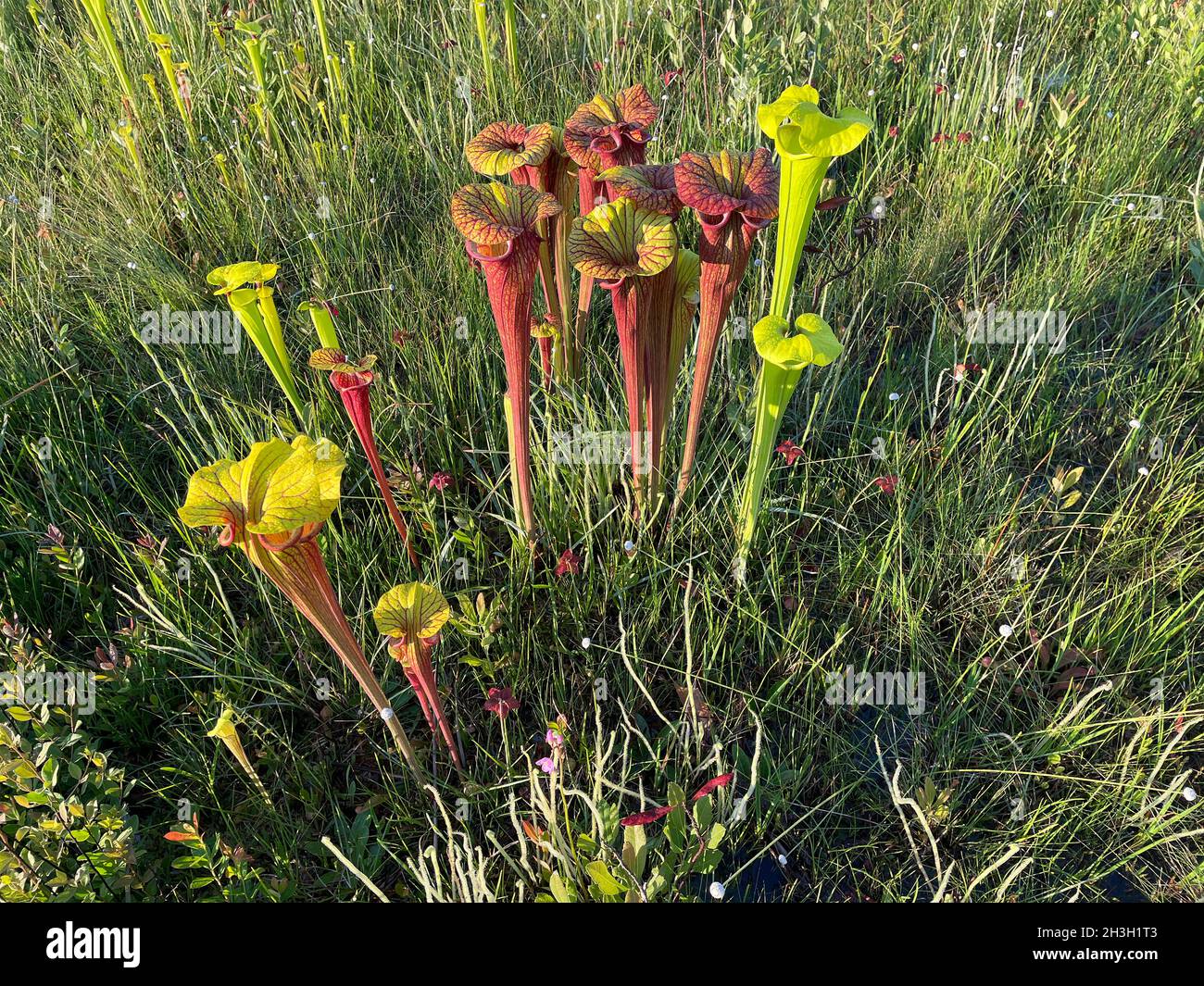 Hillside seepage bog with several varieties of Pitcherplants, Western ...
