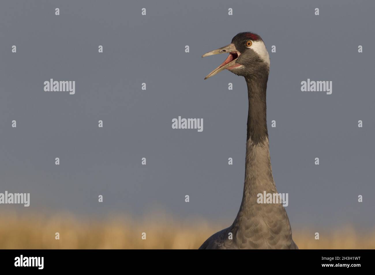 Grus gru common crane hi-res stock photography and images - Alamy