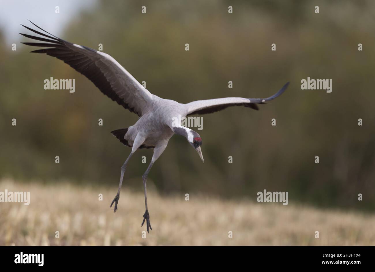 Grus gru common crane hi-res stock photography and images - Alamy