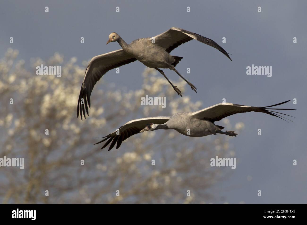Trane turna hi-res stock photography and images - Alamy