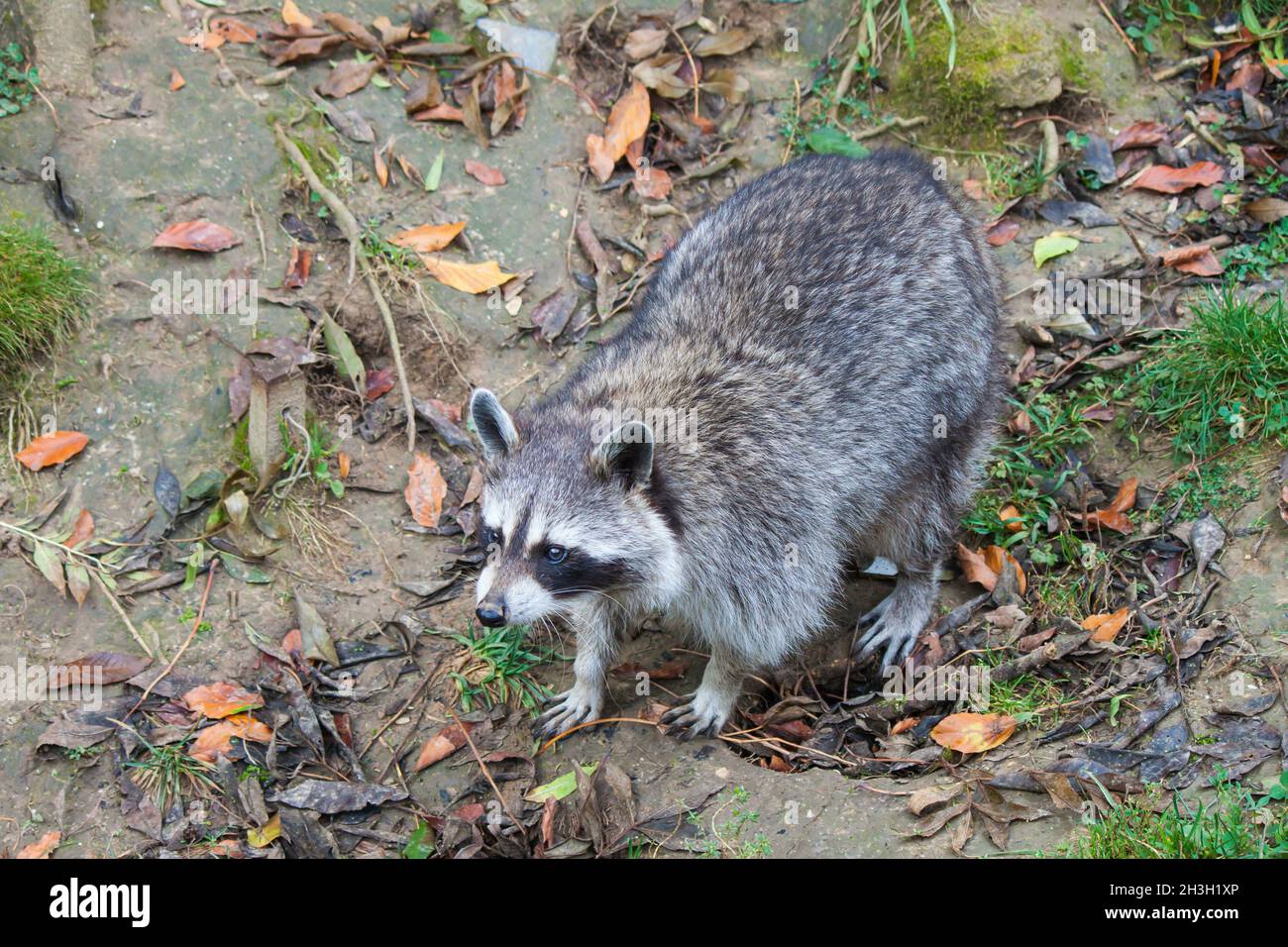 Raccoon in a wild forest Stock Photo - Alamy
