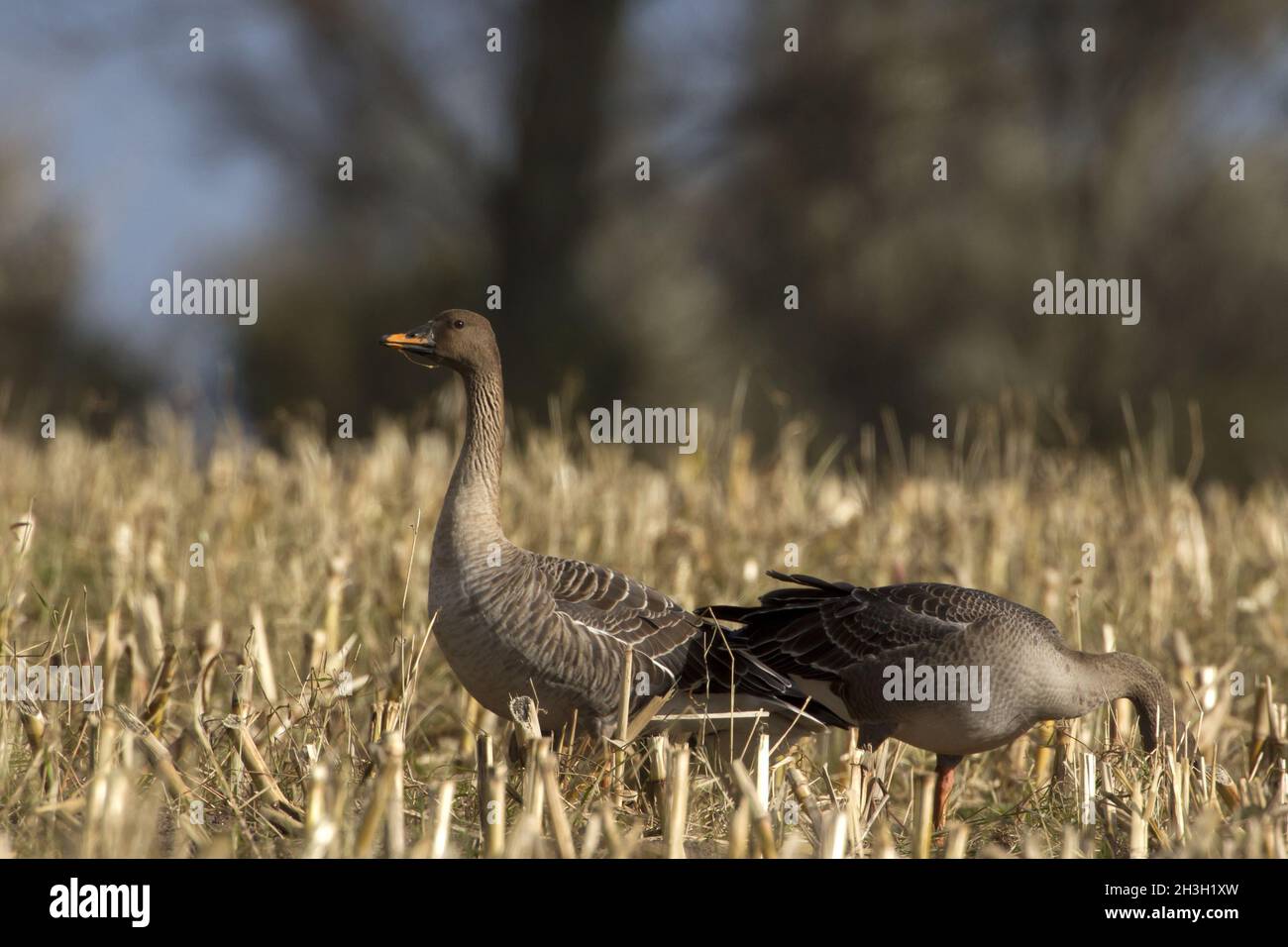 Bean gooses hi-res stock photography and images - Alamy