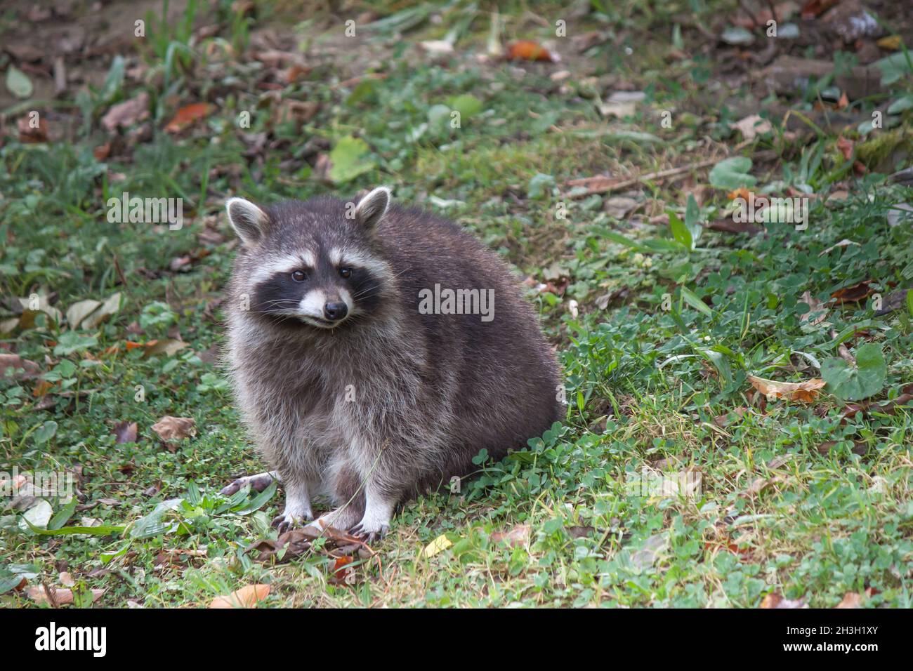 Raccoon in a wild forest Stock Photo - Alamy
