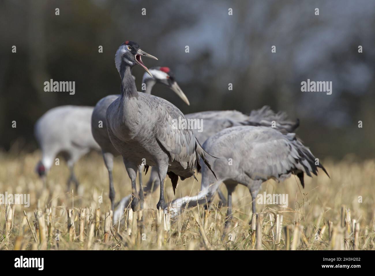 Grus gru common crane hi-res stock photography and images - Alamy