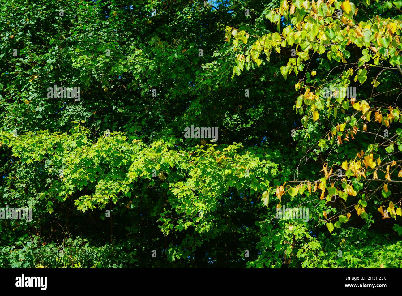Greenery, background foliage Stock Photo - Alamy