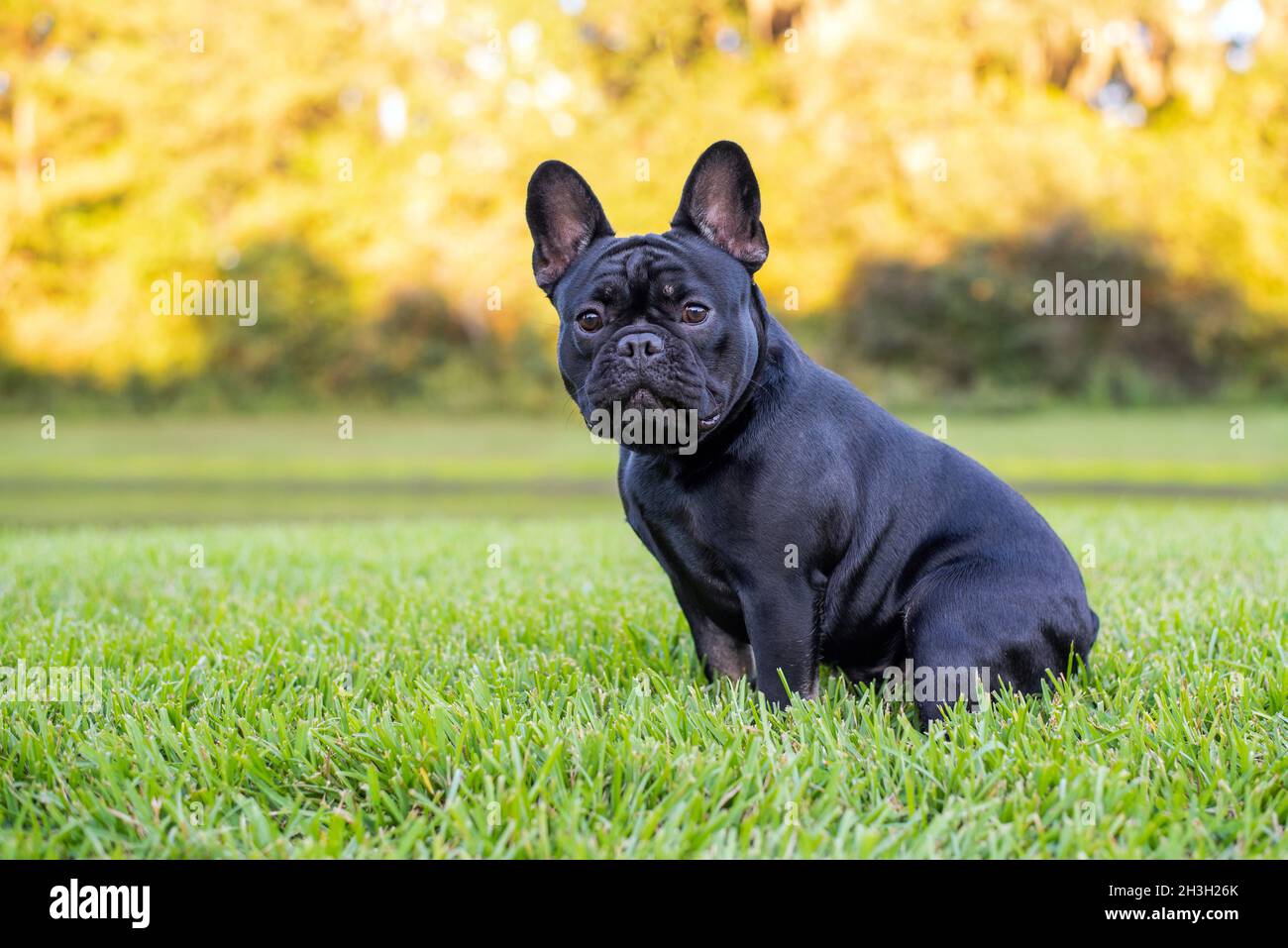 Black French Bulldog resting on grass at a park. Purebred Frenchie ...