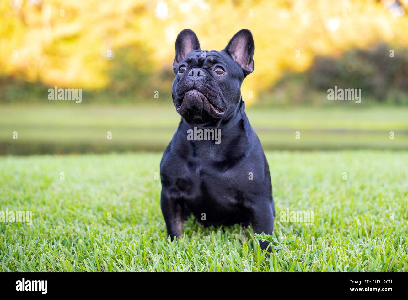 Black French Bulldog resting on grass at a park. Purebred Frenchie ...