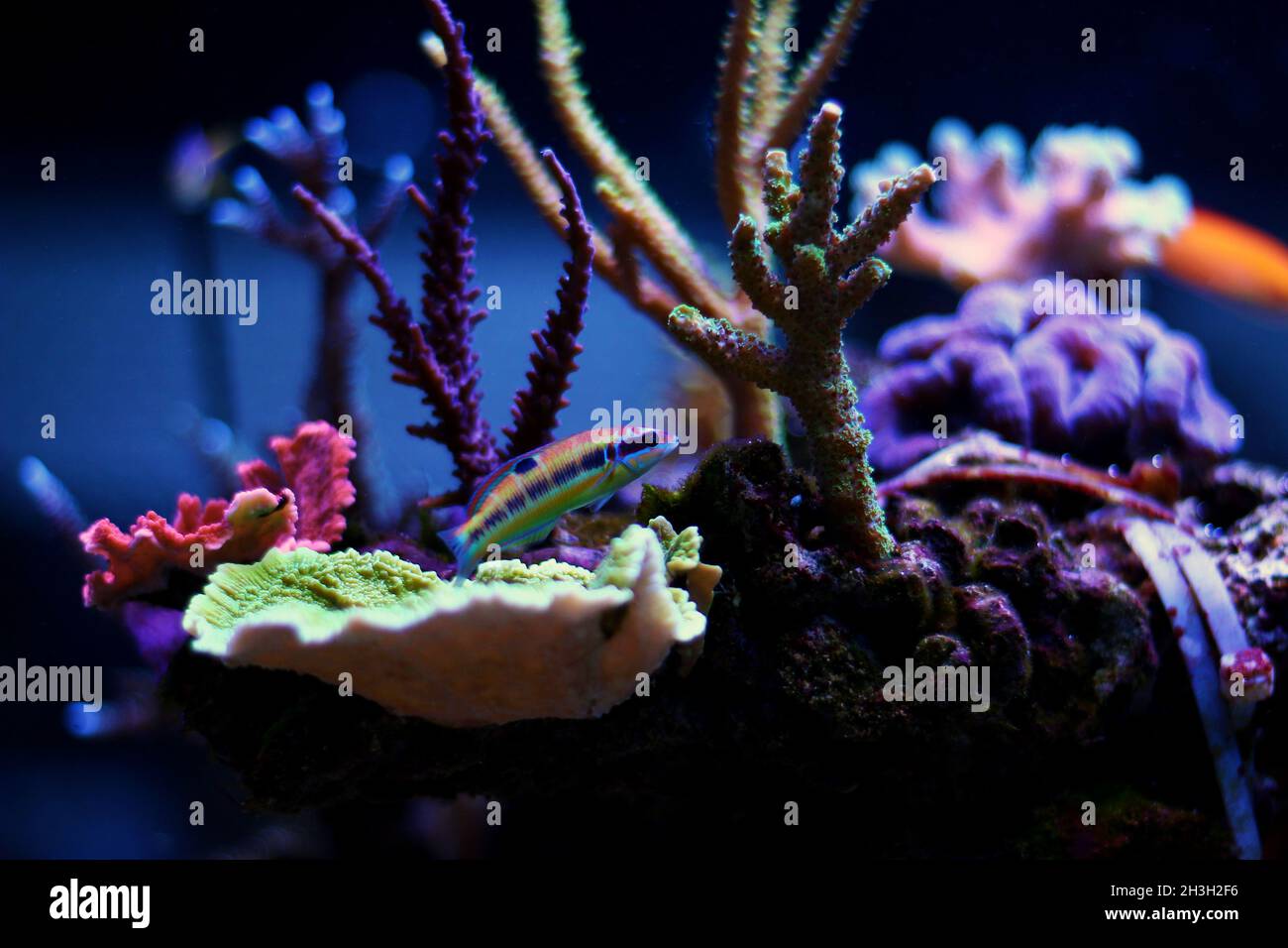 Female Green ornate wrasse fish - Thalassoma Pavo Stock Photo - Alamy