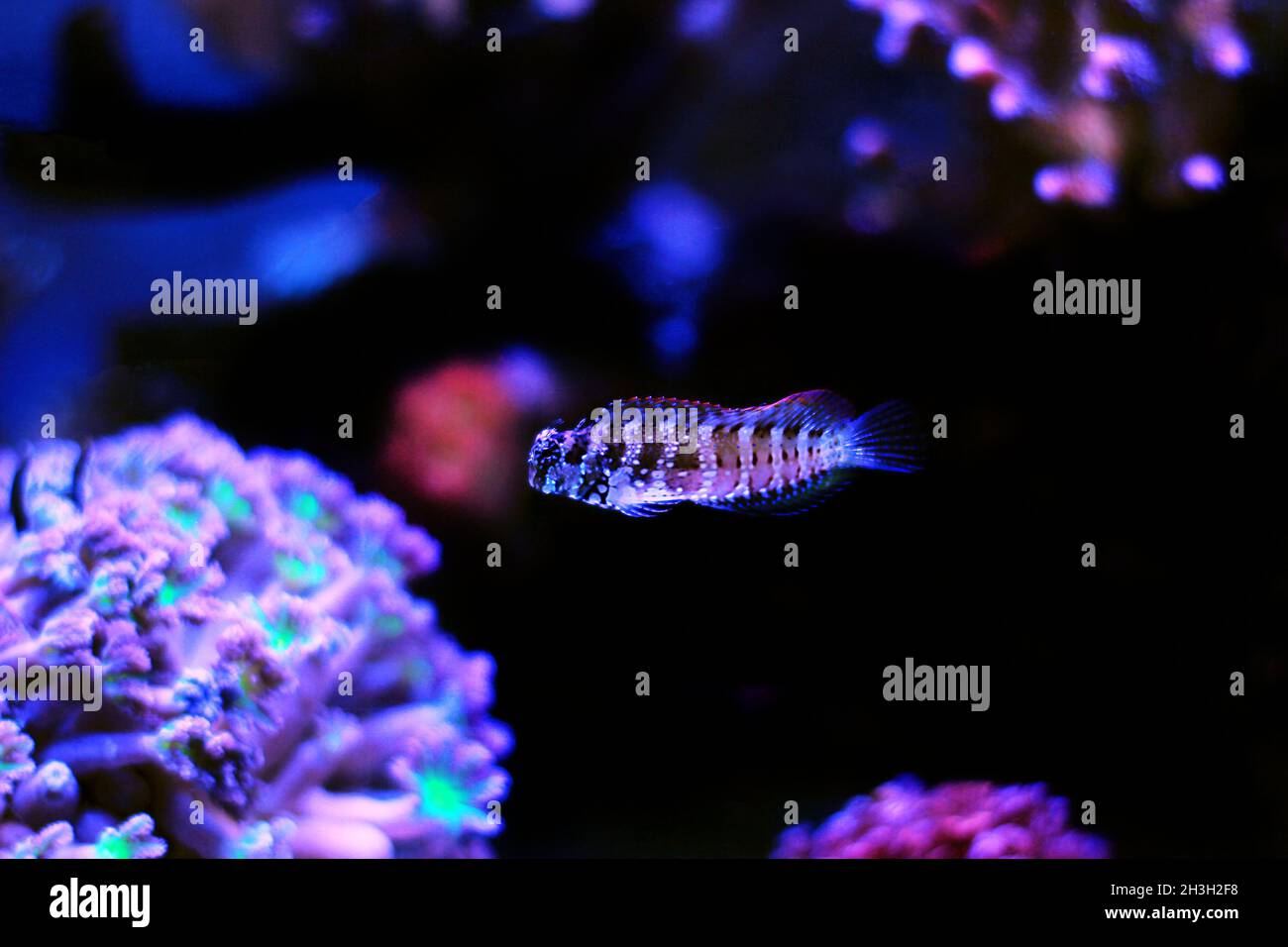 Starry or Snowflake blenny fish in coral reef aquarium tank Stock Photo - Alamy
