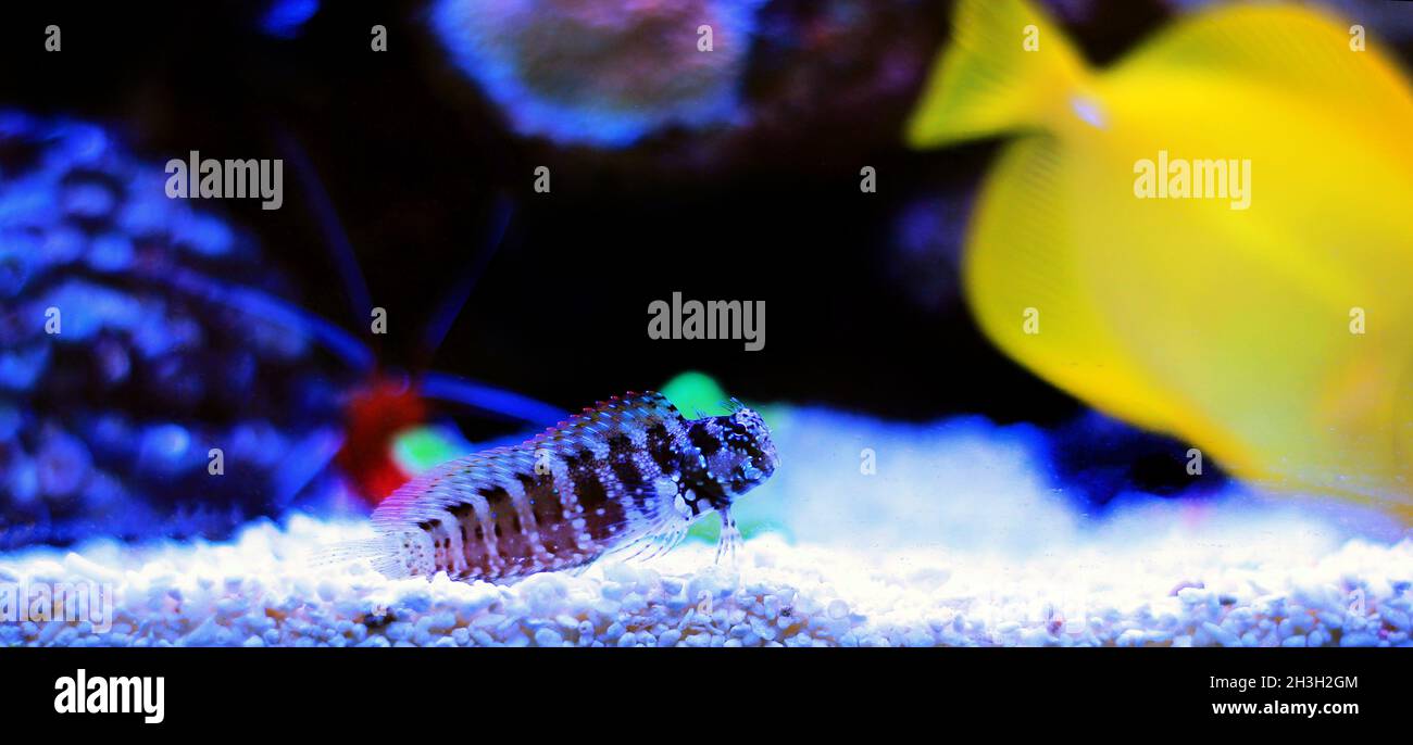 Starry blenny salarias ramosus hi-res stock photography and images - Alamy