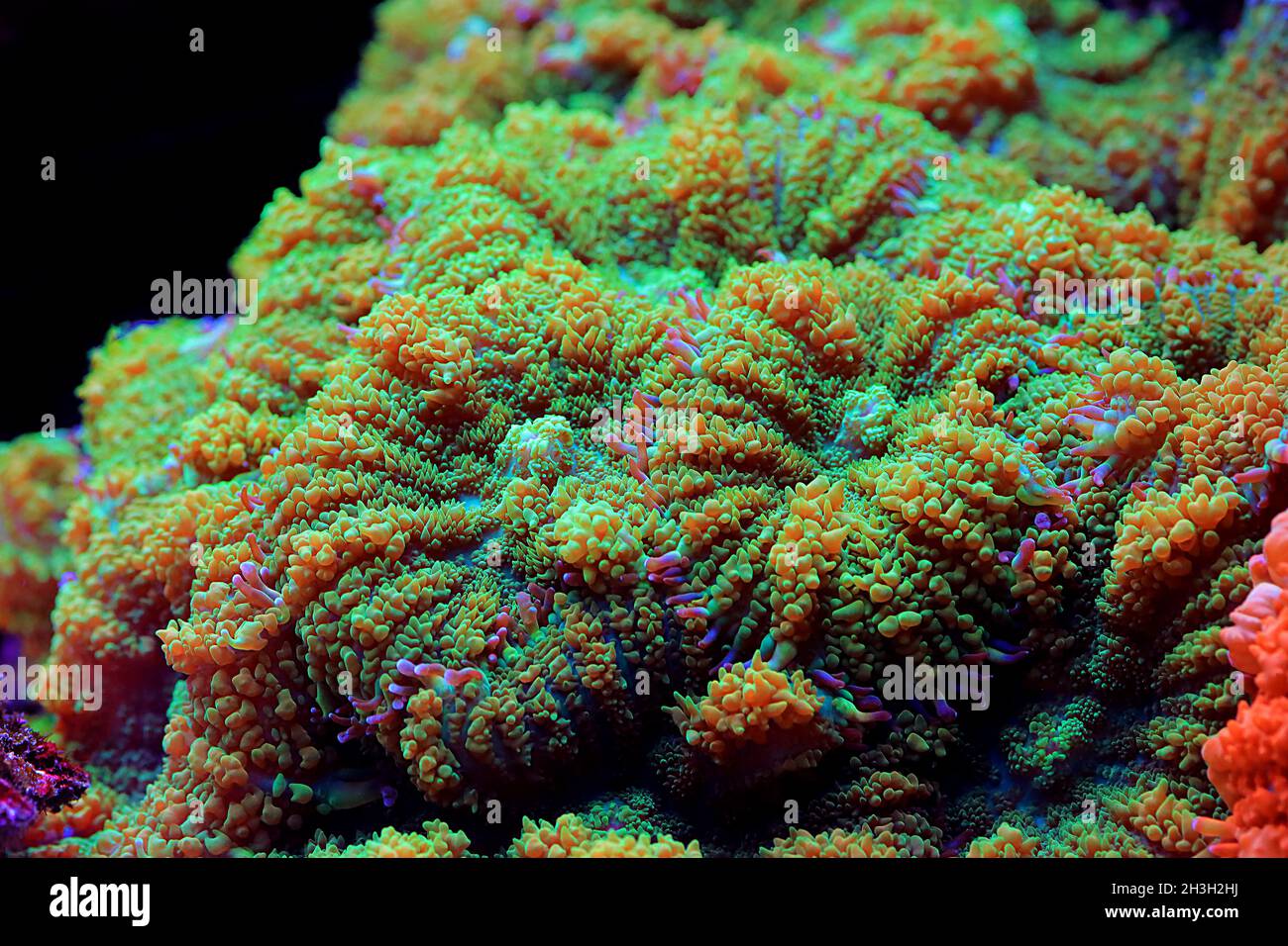 Colorful Rhodactis colony of mushroom soft corals Stock Photo - Alamy