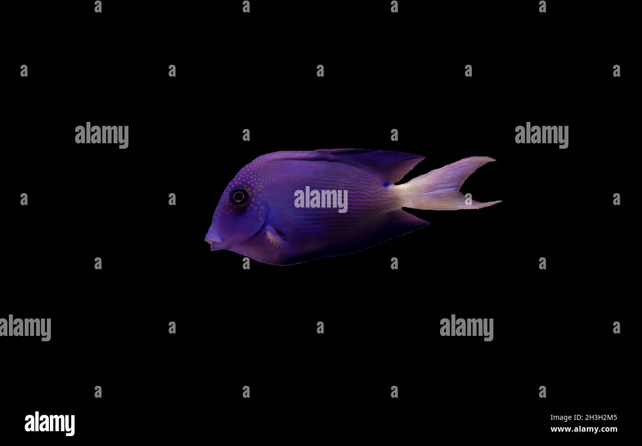 White Tail Bristletooth Tang - (Ctenochaetus flavicauda Stock Photo - Alamy