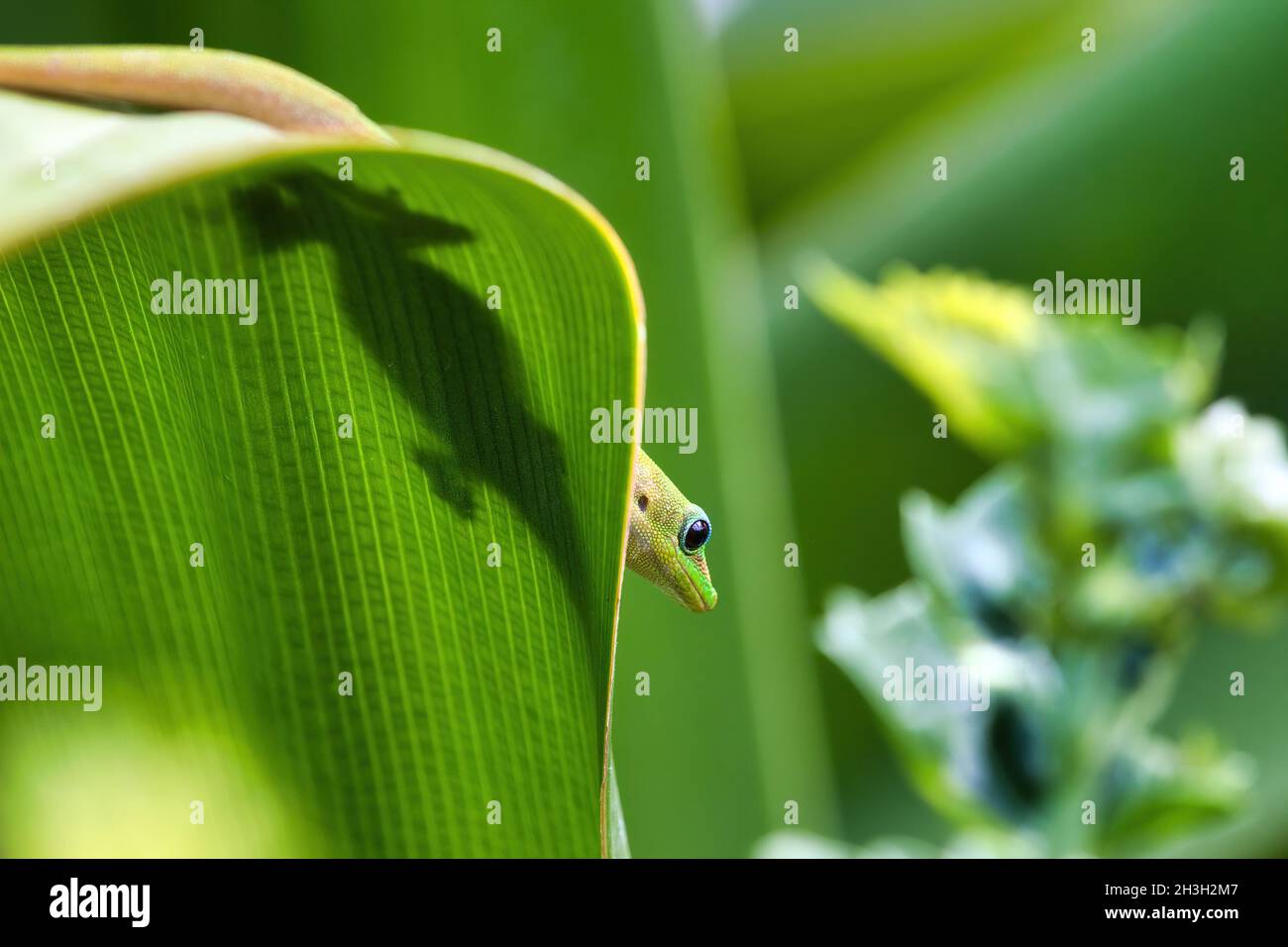 Inconspicuous background hi-res stock photography and images - Alamy